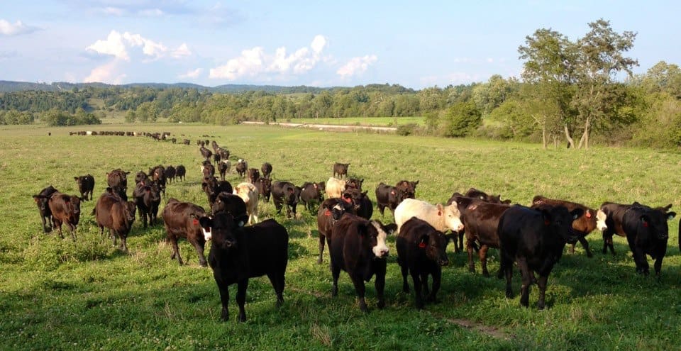 Contact | Business Hours by G&G Livestock, LLC